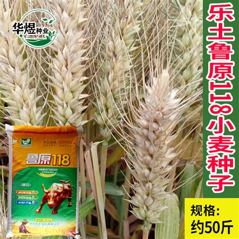 乐土103小麦种怎么样 乐土t303小麦种 小麦103产量 第12页 大山谷图库