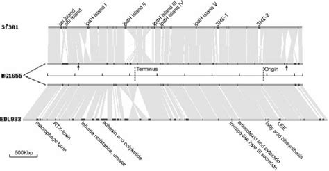 Schematic Representation Of Translocations And Inversions And Download Scientific Diagram