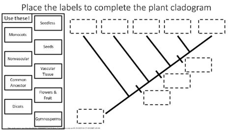 Drag And Drop Plant Classification
