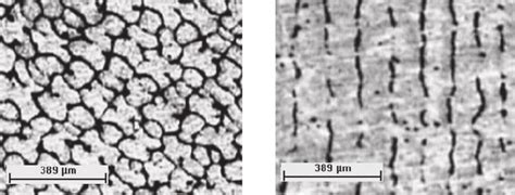 Dendritic Microstructure For Sn 5wt Pb Alloy P 40 Mm λ 1 95 Mm V