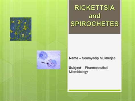 Rickettsia And Spirochetes Pptx