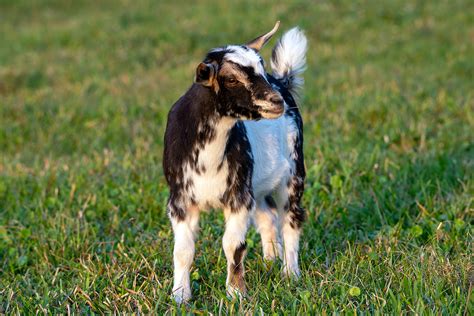 Babs Doeling Prize Farms