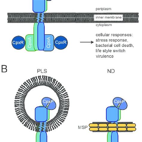 Schematic Representation Of The Cpx System And Its Incorporation Into Download Scientific