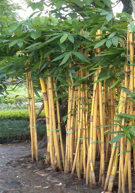 bambu | bambu hias | bambu panda |bambu kuning | LOVE GREEN