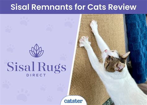 Is Silvervine For Cats Better Than Catnip Vet Approved Facts And Faq Catster