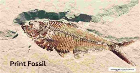 What Is A Fossil Definition Types Examples And More