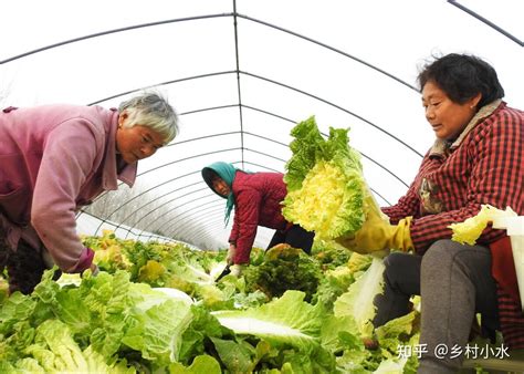 大白菜不包心老农教你在家自制包心剂白菜包心好产量高 知乎