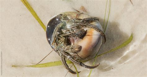 Closeup Of Hermit Crab In Shell By Stocksy Contributor Maryanne Gobble Stocksy Closeup Of Hermit Crab In Shell By Stocksy Contributor Maryanne Gobble Stocksy