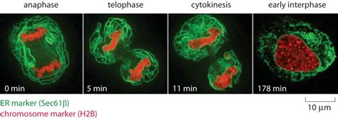 Endoplasmic Reticulum The Cellular Inter Net” Definition Structure Function And Biology