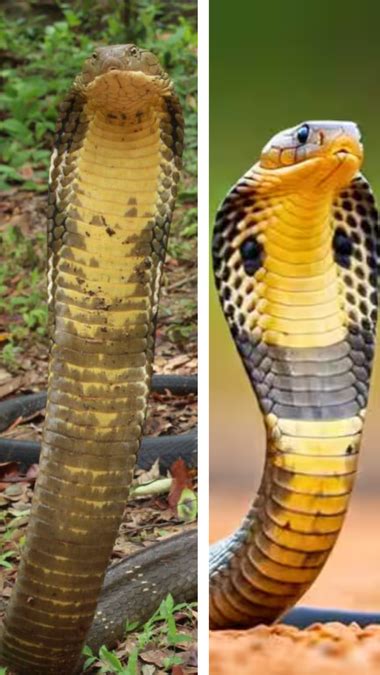 Spotting The Difference Between King Cobra And Cobra