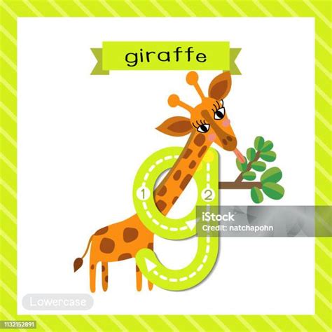 문자 G 소문자 추적 잎을 먹고 있는 기린 0명에 대한 스톡 벡터 아트 및 기타 이미지 0명 교육 기린 Istock