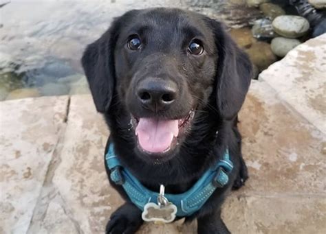 41 Loving Labrador Mixes The Ultimate Lab Mix Guide