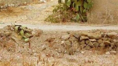 Optical Illusion Test Only High Iq People Can Spot The Cat Hidden In The Picture Within 7 Secs