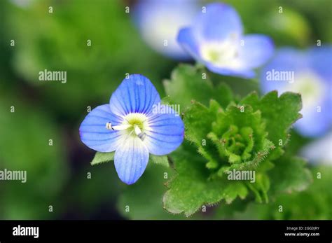 Birdeye Speedwell Common Field Speedwell Persischer Ehrenpreis