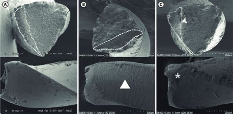 Scanning Electron Micrographs Of The Fractured Specimens After The Download Scientific Diagram