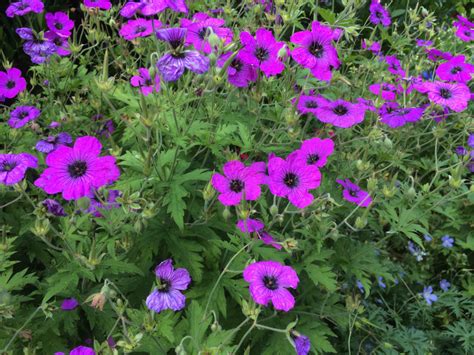 Geranium Psilostemon Seed