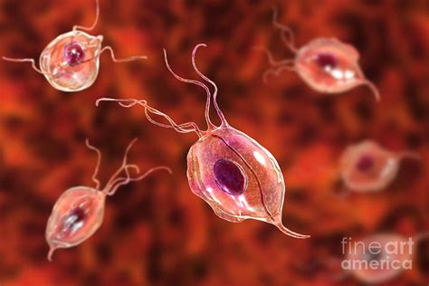 Oral Trichomonas Photograph By Kateryna Kon Science Photo Library Fine Art America