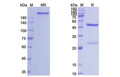 Axatilimab Recombinant Human Monoclonal Antibody Invitrogen 100 μg