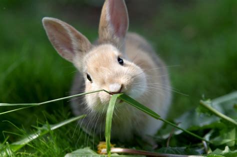 Do Rabbits Hibernate Advice From The Scottish Spca