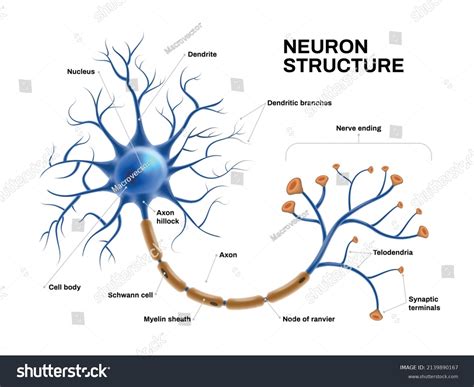 Realistic Neuron Anatomical Structure Functional Scheme เวกเตอร์สต็อก