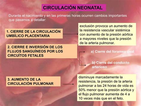 Circulación Fetal Y Neonatalppt