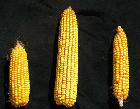 Single Cross Hybrids Corn Breeding Types Of Cultivars Passel