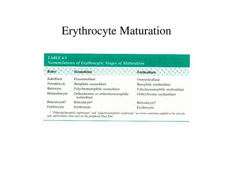 Ppt The Erythrocyte Powerpoint Presentation Free Download Id252156