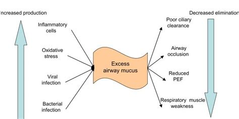 Causes Of Excessive Mucus In Copd Download Scientific Diagram