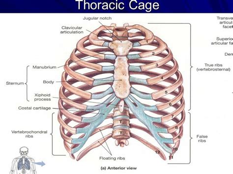 Xiphoid Process Pain Lump On The Sternum Structure