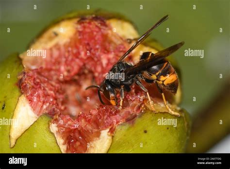 Fig And Wasp Biology At Colleen Archibald Blog