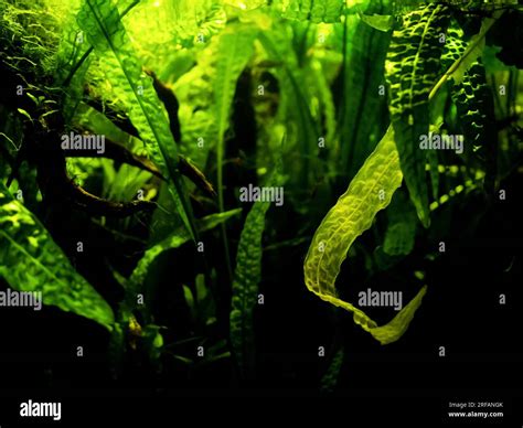 Green Algae In Aquarium Seaweed Underwater Waterdeep Fish Environment