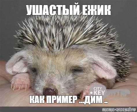 Создать мем "домашний еж, ежик ночью, ушастый ёж" - Картинки - Meme ...