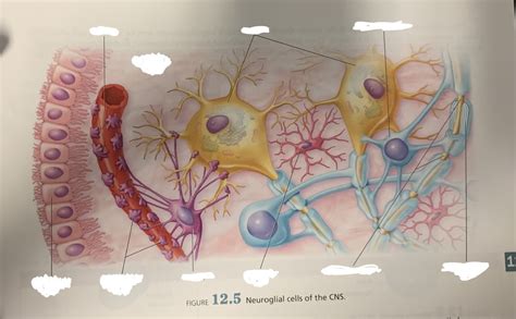 Neuroglial Cells Of The Cns Diagram Quizlet