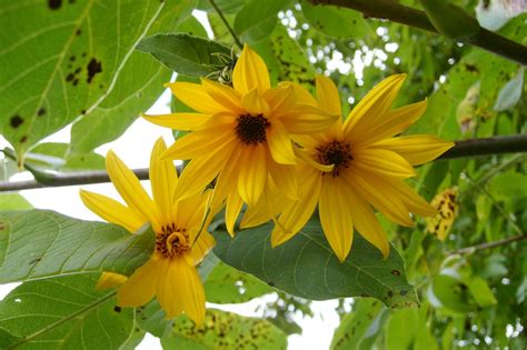 ดอกไม้ สีเหลือง ภาพฟรีบน Pixabay Pixabay