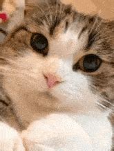 Cat Boop Camera Boop Gif Cat Boop Camera Boop Cat Boop Camera Discover Share Gifs