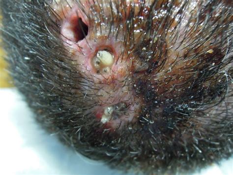 Maggots Infested Wounds