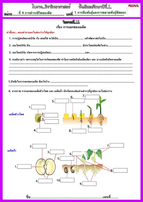 แจกฟรี ไฟล์ใบงาน วิชาวิทยาศาสตร์ ครูวุฒิ สอนวิทย์