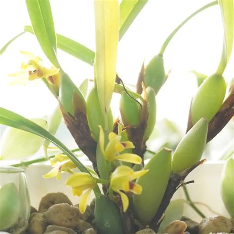 Maxillaria Variabilis Orchid Lahayca ラハイカ 小型着生蘭
