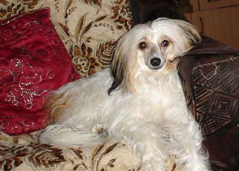 Китайская хохлатая Китайская хохлатая собака Питомник китайской хохлатой