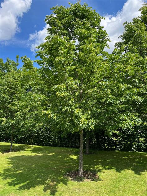 Callum Linington On Linkedin Diy Over Libraries