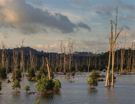 Mangrove Forest Planted As Tsunami Shield New Scientist