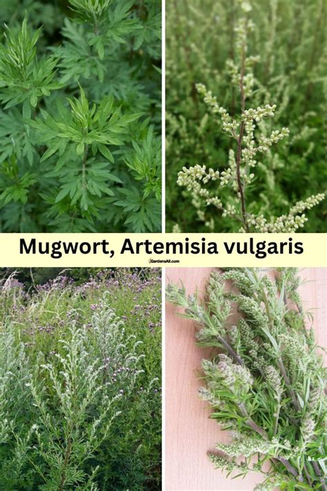 Mugwort Benefits And Proven Medicinal Uses Of Mugwort Gardensall