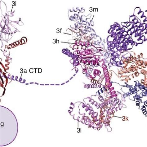 Structural Models Of Eukaryotic Initiation Factor Eif3 A Composite