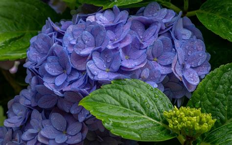 Hydrangea Desktop Wallpapers Phone Wallpaper Pfp S And More