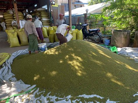 တောင်တွင်းကြီးမြို့နယ်၌ ပဲတီစိမ်းအထွက်နှုန်းကောင်းပြီး စျေးကောင်းရ Myanmar Digital News