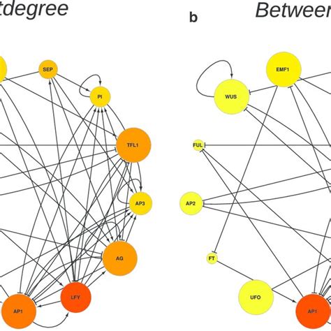 The Fos Gene Regulatory Network The Graph Represents The Mapping Of Download Scientific