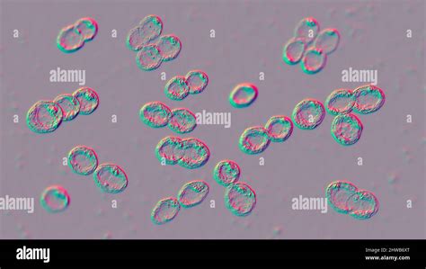 Lactococcus Lactis Banque De Photographies Et Dimages à Haute