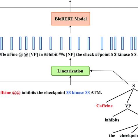 diagram illustrating the architecture of ct biobert linearized