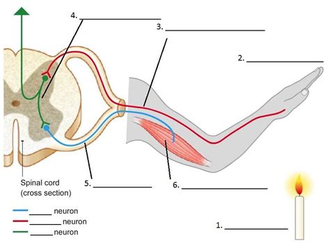 Reflex Arc Labeled Brain Model