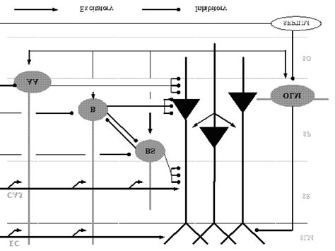 Ca1 Microcircuit Model Of The Hippocampus Ec Entorhinal Cortex Input Download Scientific